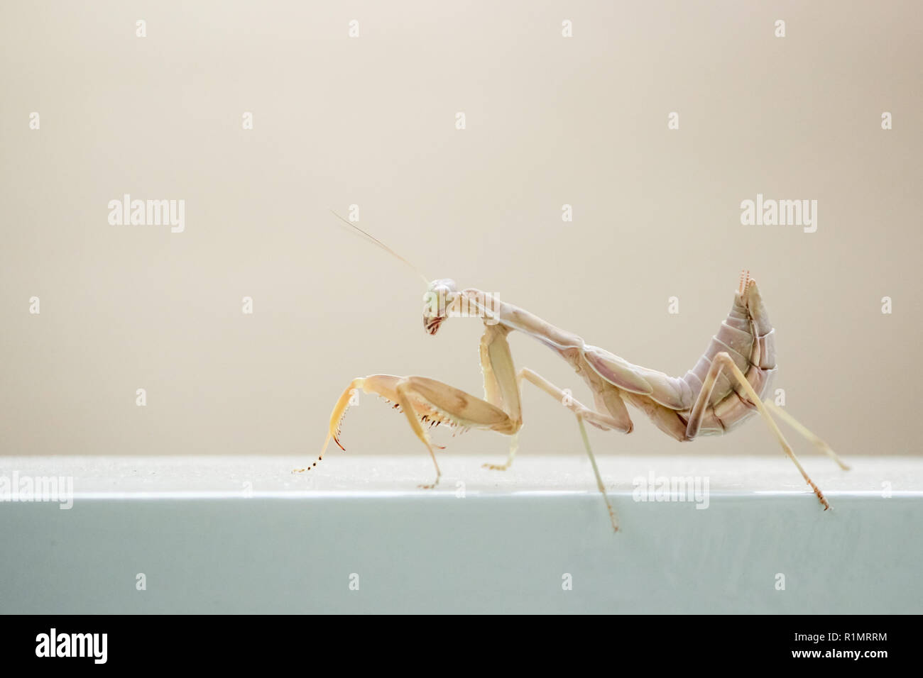 White mantis hi-res stock photography and images - Alamy