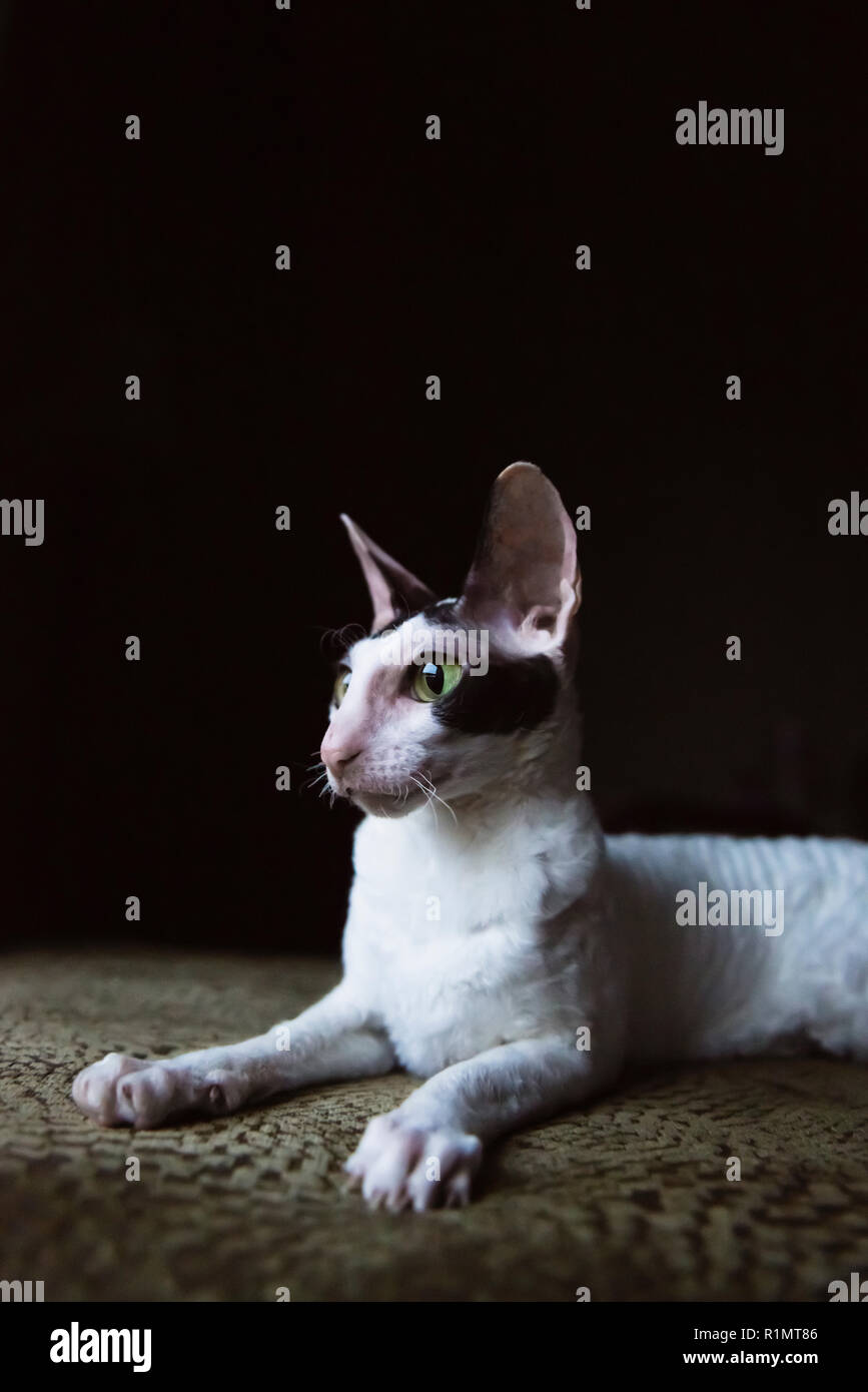 Roman Nose Profile High Resolution Stock Photography and Images - Alamy