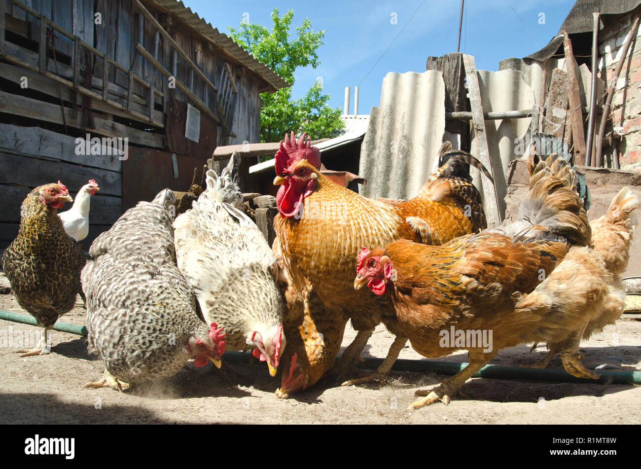 chicken eating on a farm Stock Photo - Alamy