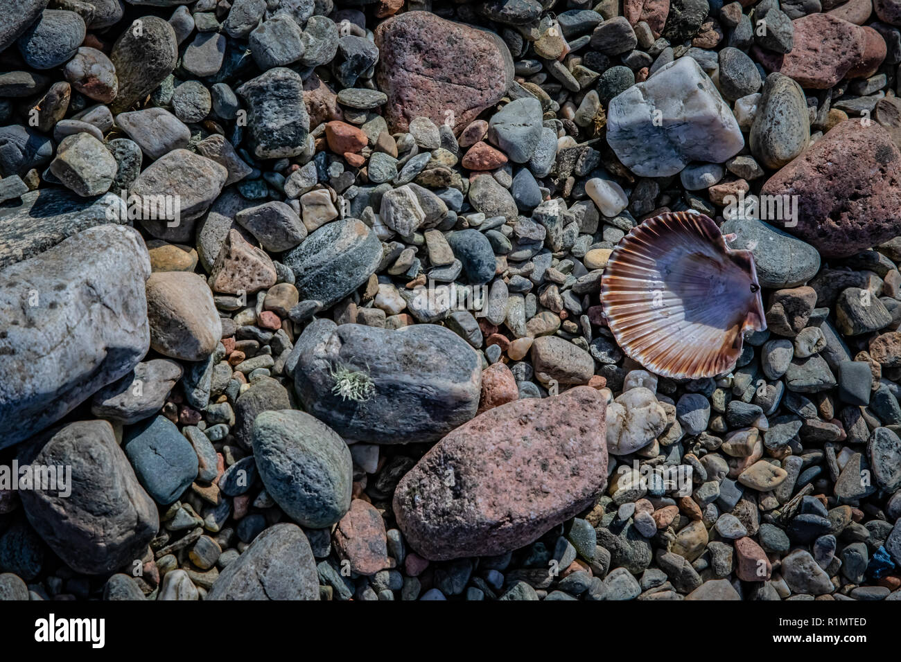 Rocks and shells on the beach - background, scallops Stock Photo - Alamy