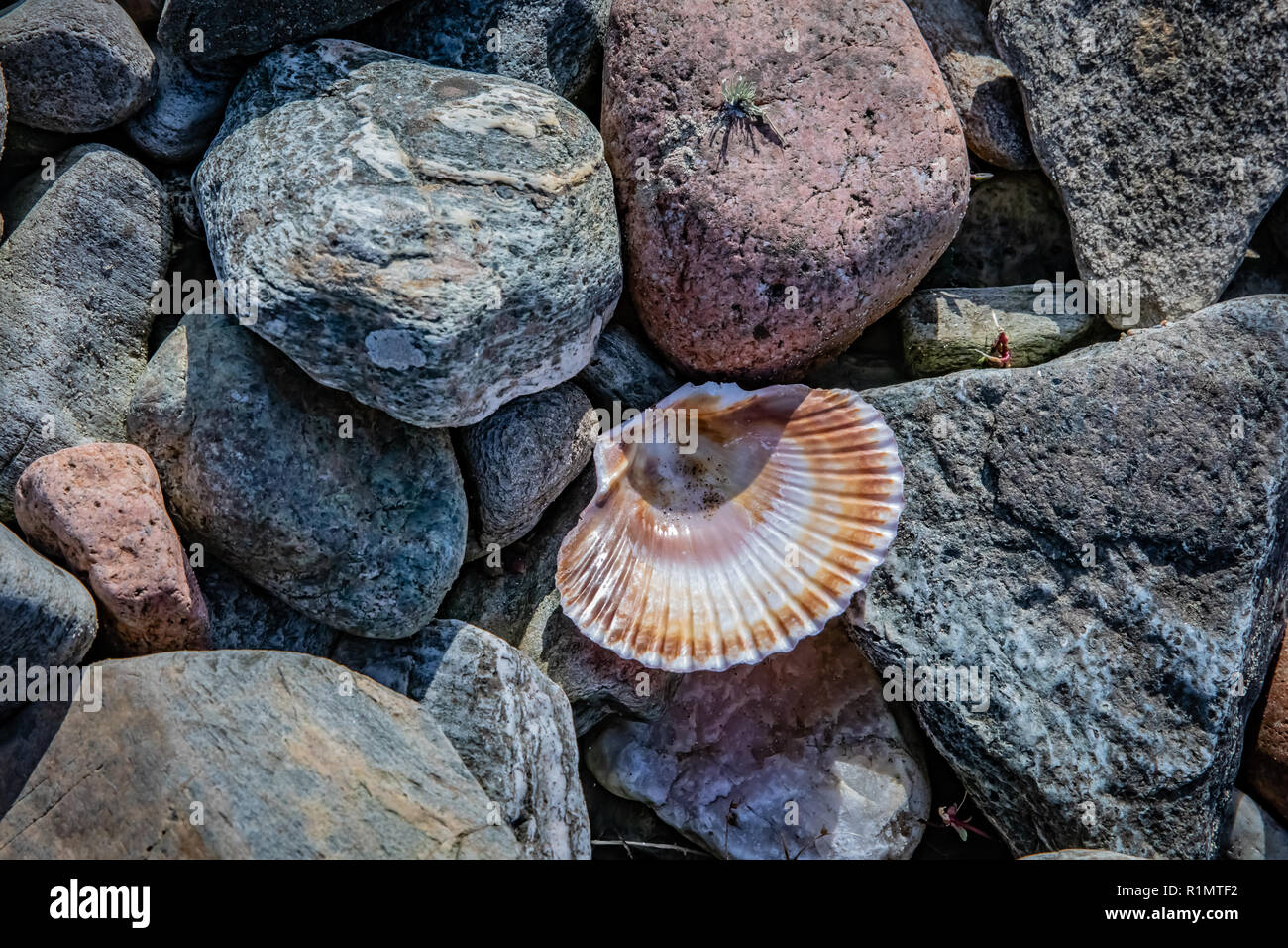 Rocks and shells on the beach - background, scallops Stock Photo - Alamy
