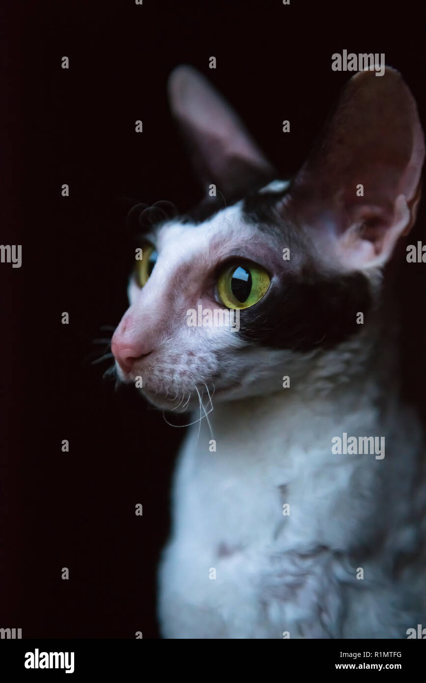 Roman Nose Profile High Resolution Stock Photography and Images - Alamy