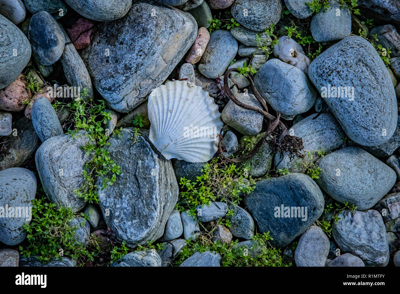Rocks and shells on the beach - background, scallops Stock Photo - Alamy