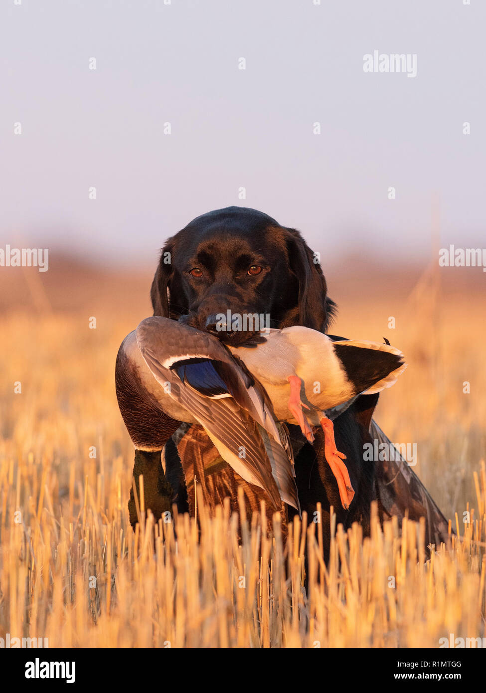 Black labrador with duck hi-res stock photography and images - Alamy