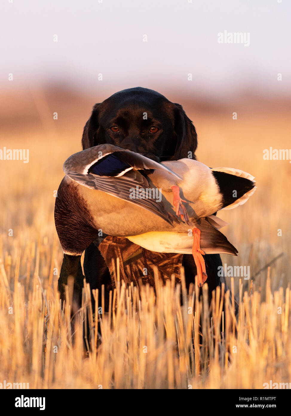 Black Labrador With Duck Stock Photos & Black Labrador With Duck Stock ...