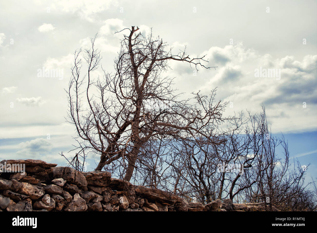 Big dead tree hi-res stock photography and images - Alamy