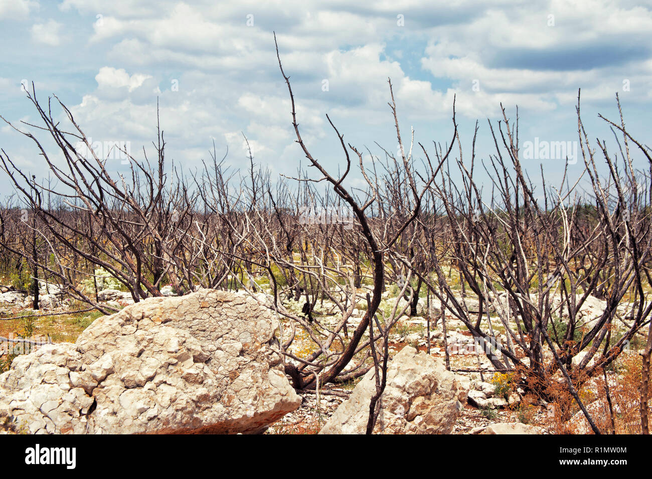 dead trees on the rocks after the fire Stock Photo - Alamy