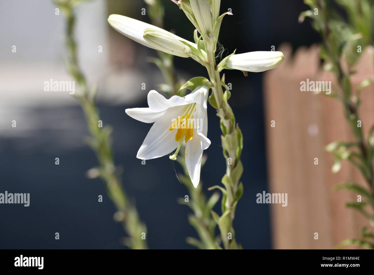 white trumpet flower with pistil larger than stamens and anther filled ...