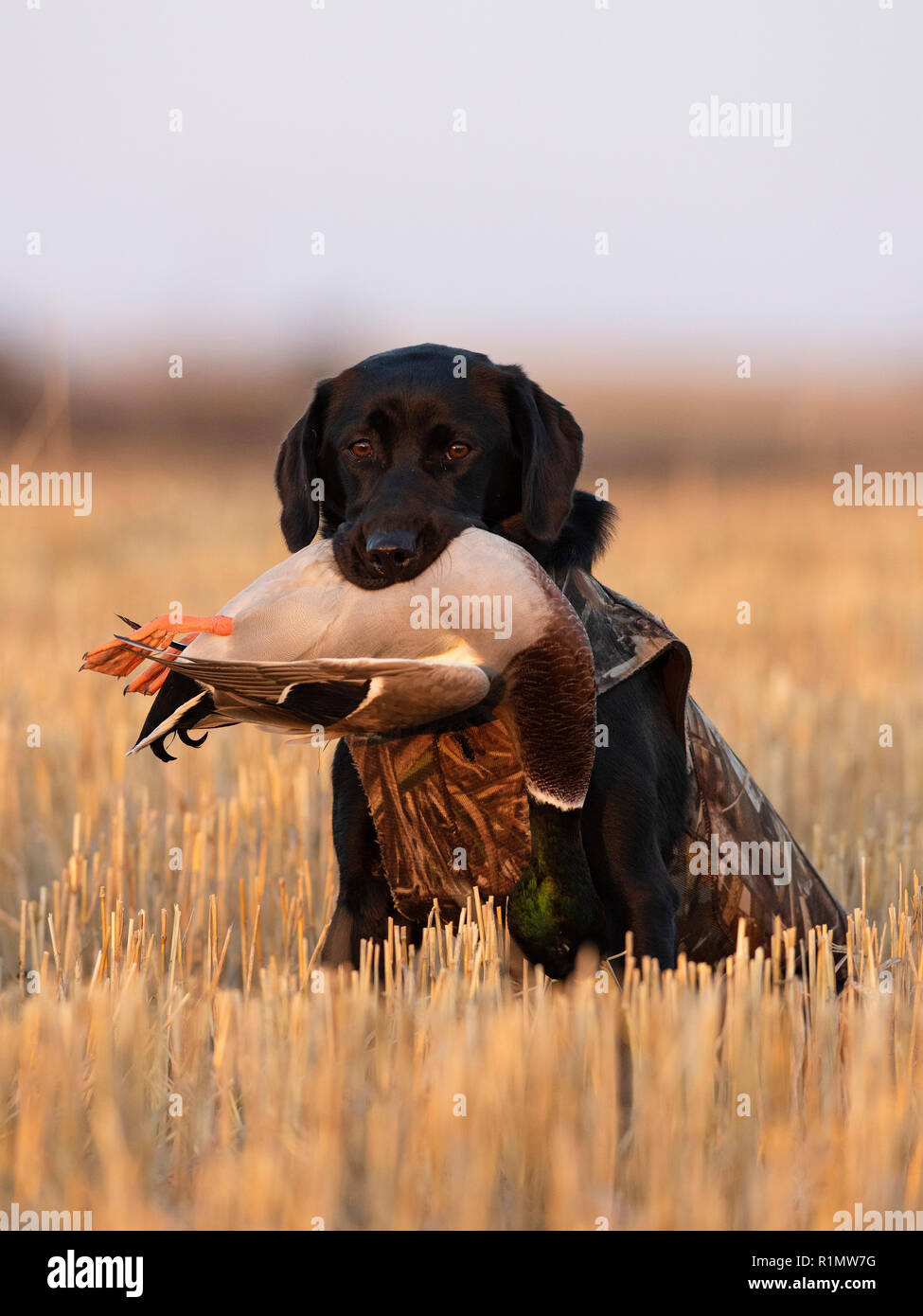 A Black Lab with a Drake Mallard on a waterfowl hunt in North Dakota ...