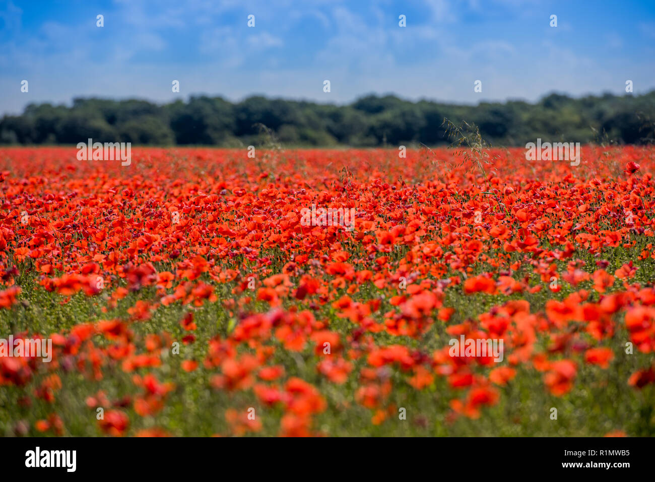 Red Poppy Carpet High Resolution Stock Photography and Images - Alamy