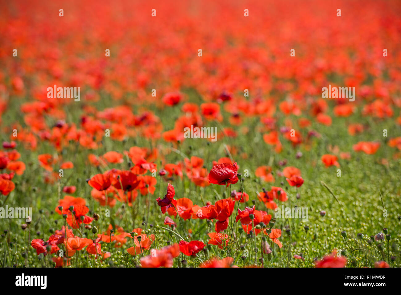 Red Poppy Carpet High Resolution Stock Photography and Images - Alamy