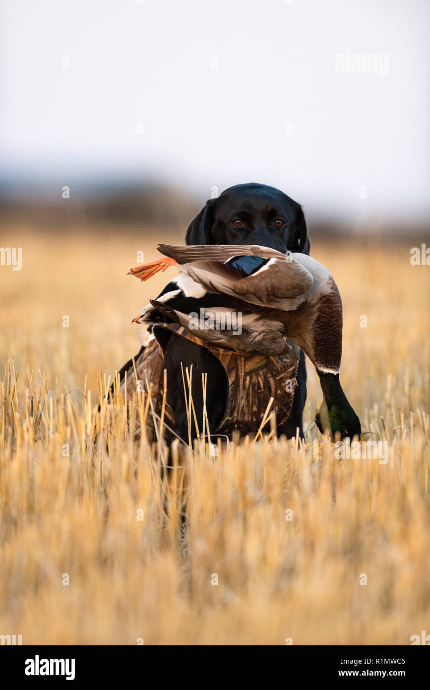 Black labrador with duck hi-res stock photography and images - Alamy