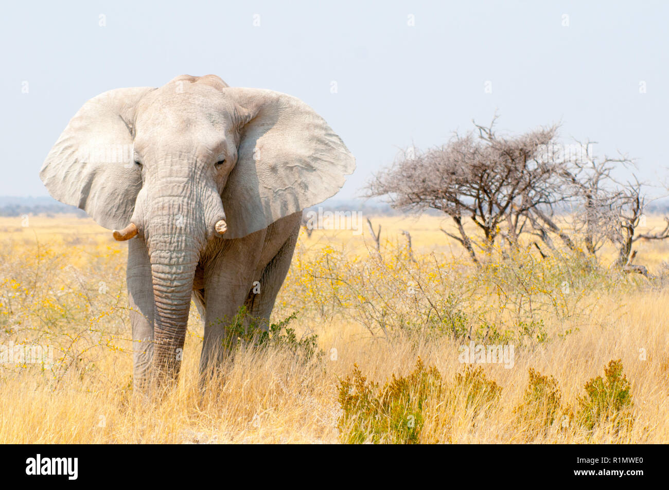Male elephant hi-res stock photography and images - Alamy