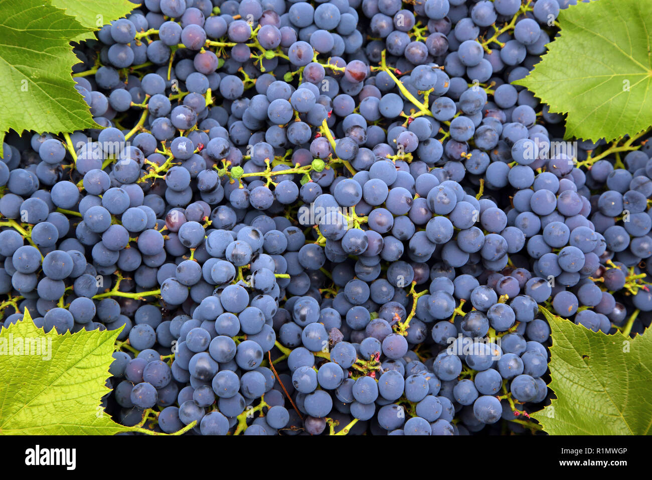 blue grapes background Stock Photo - Alamy