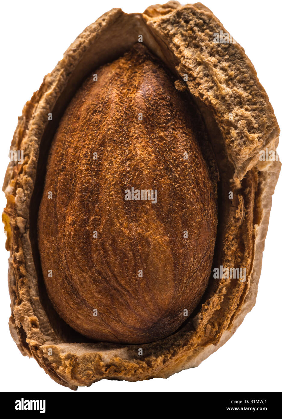 almond nut in half shell Stock Photo - Alamy