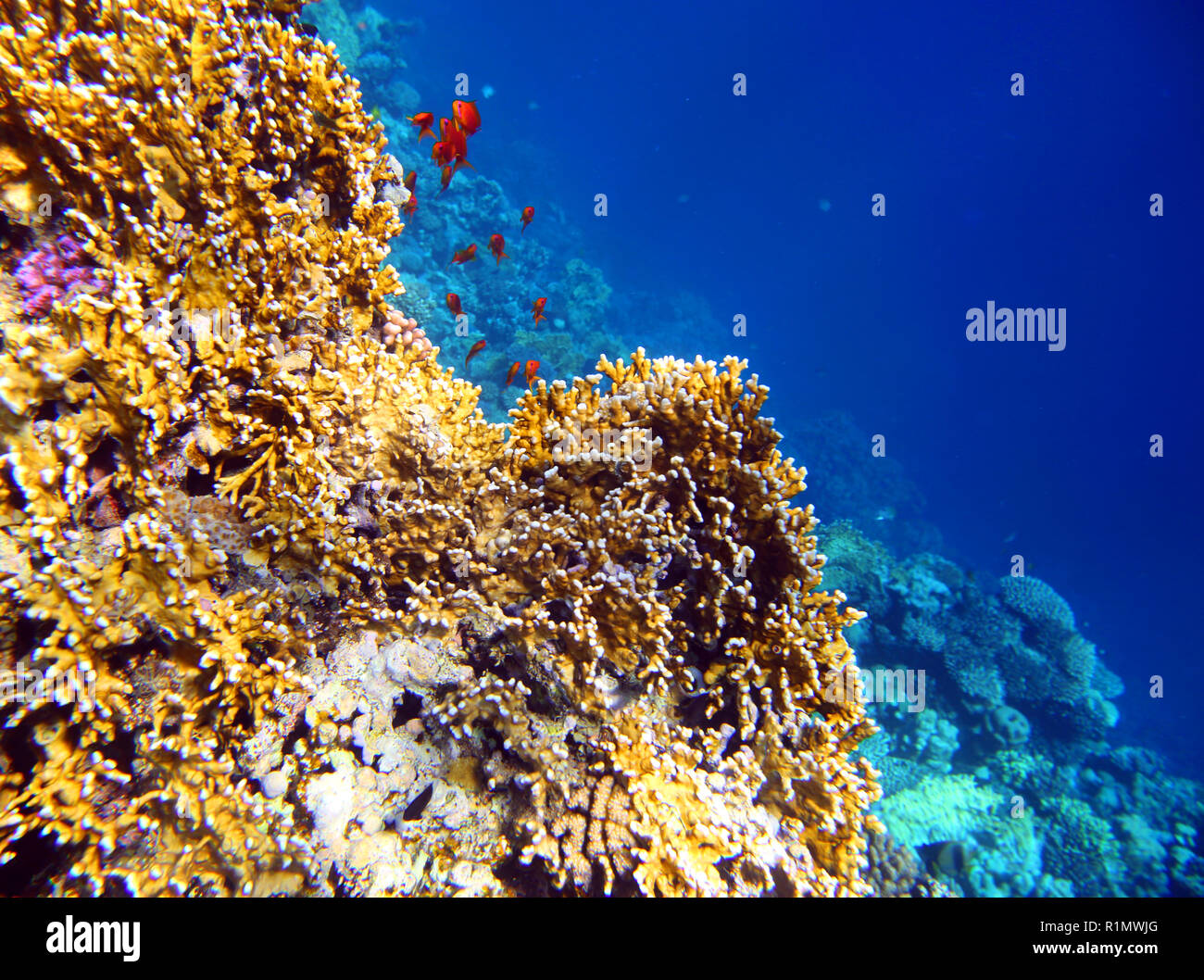 Red sea ecosystem hi-res stock photography and images - Alamy