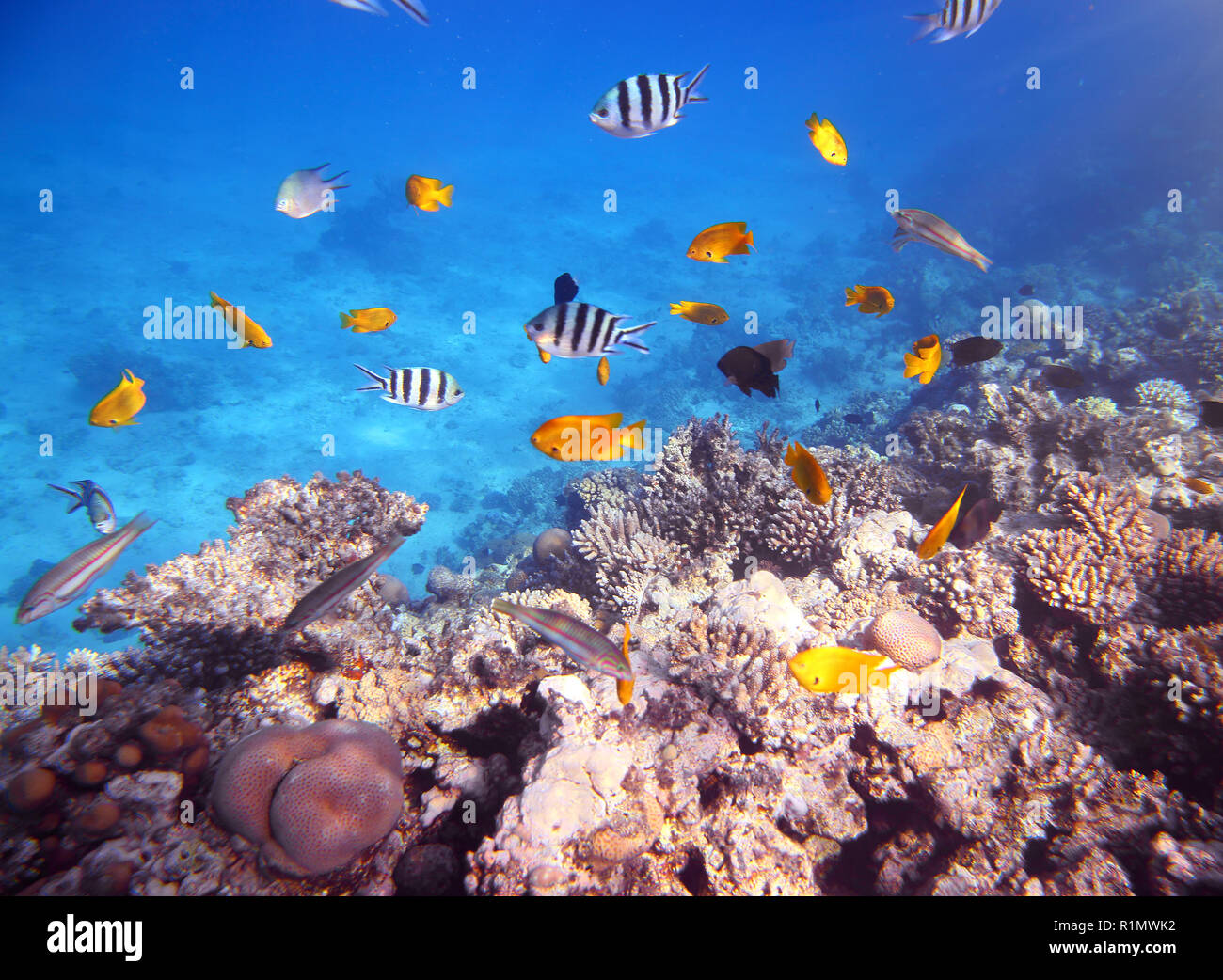Red sea fish underwater hi-res stock photography and images - Alamy