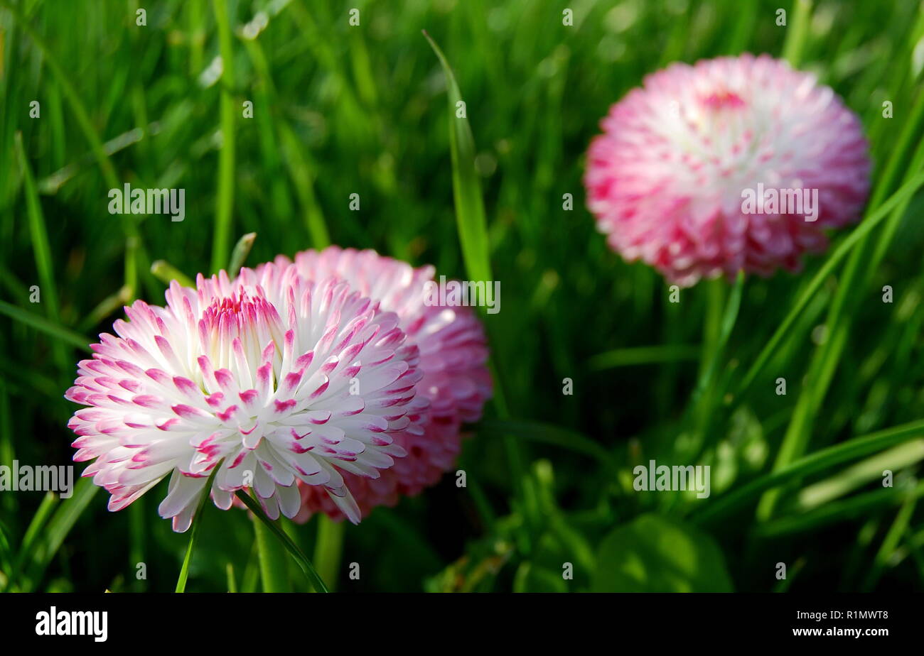 Two beautiful daisy flowers hi-res stock photography and images - Alamy