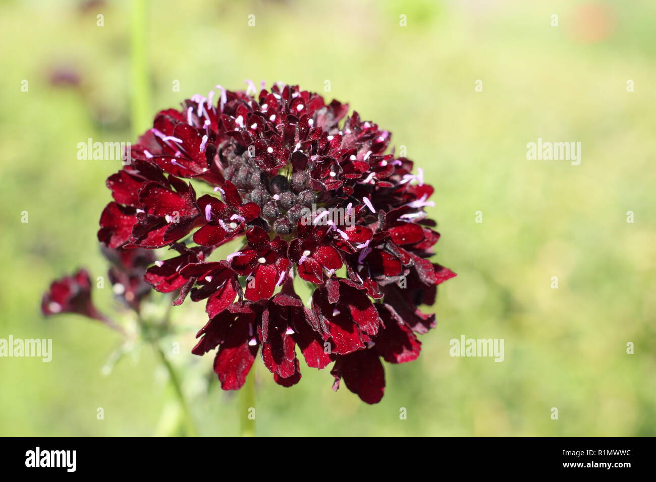 Scabiosa atropurpurea pincushion flower hi-res stock photography and ...