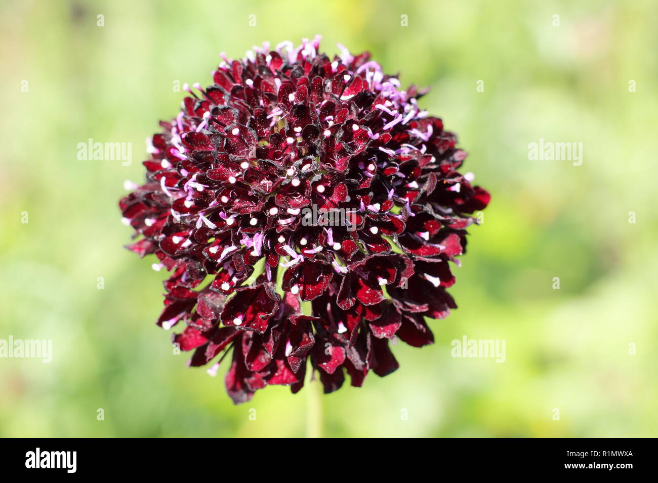 Scabiosa atropurpurea 'Black Knight'. Sweet scabious 'Black Knight' , a ...