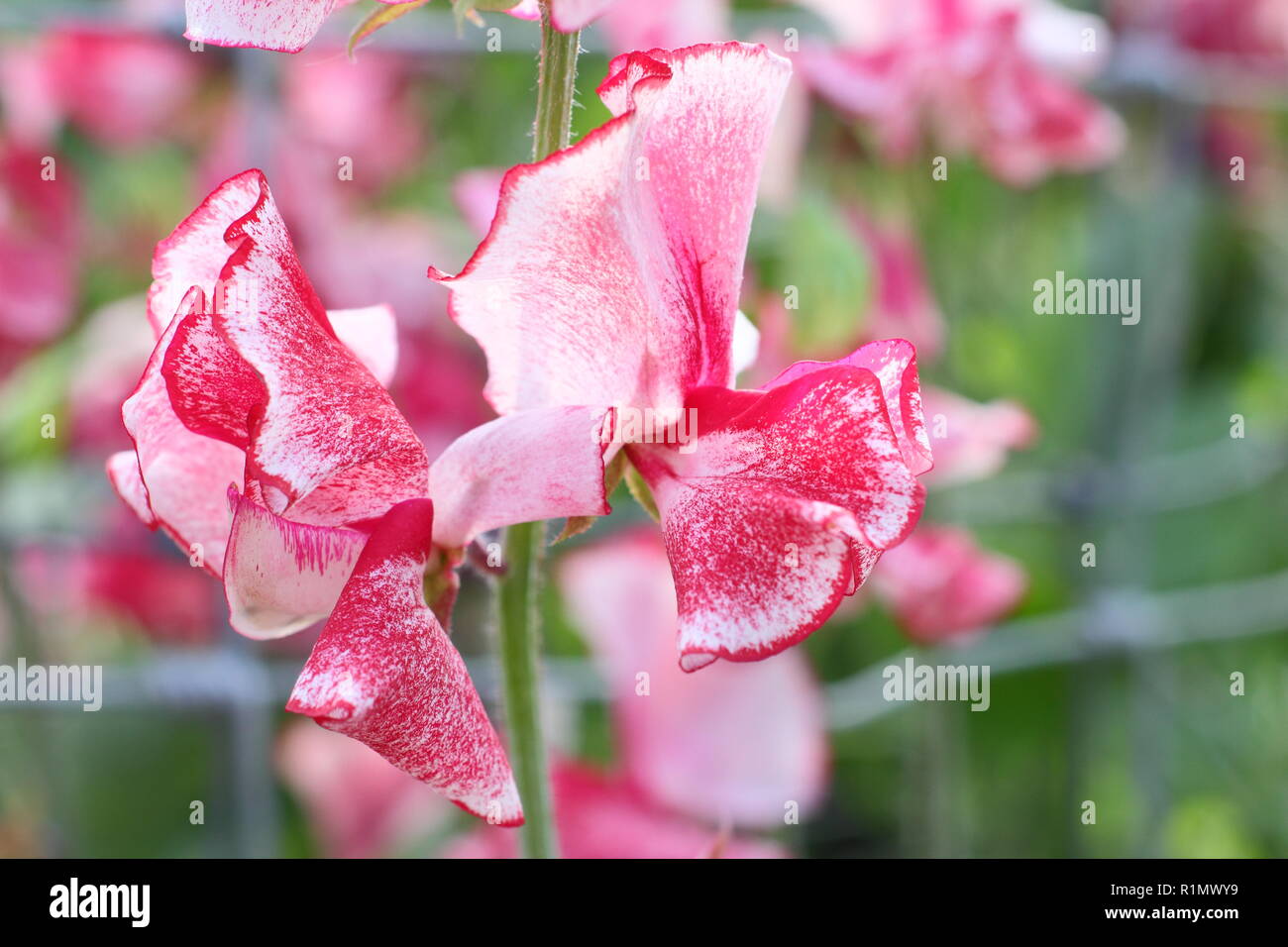 Climbing Sweet Peas Stock Photos & Climbing Sweet Peas Stock Images - Alamy