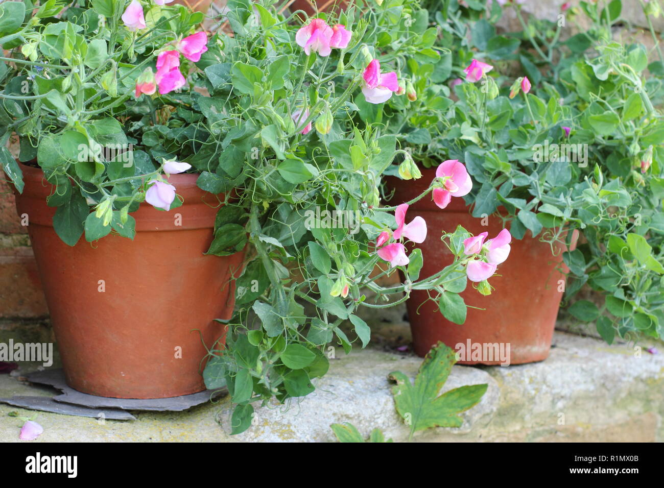Lathyrus odoratus. Dwarf sweet pea flowers growing in pots in an ...
