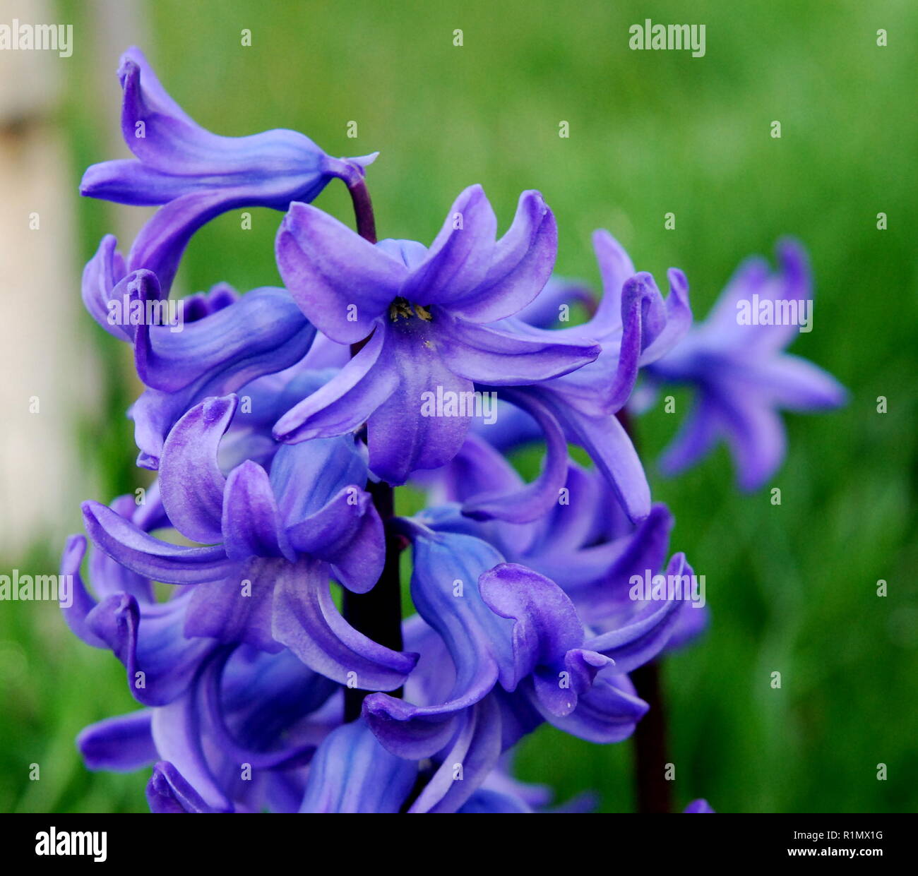 Single flower of a hyacinth in detail hi-res stock photography and ...