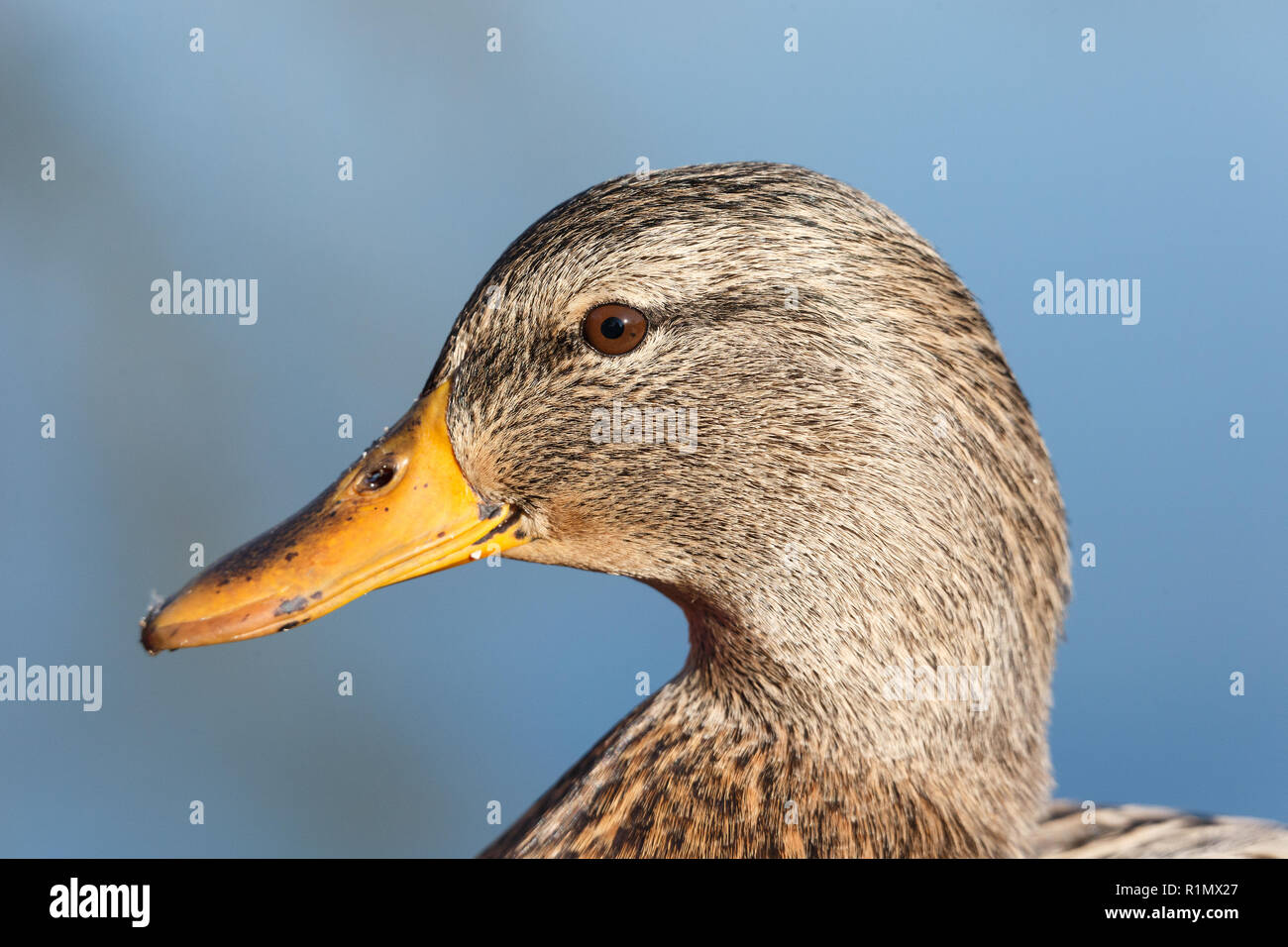 Female mallard head on blue background, close up Stock Photo - Alamy