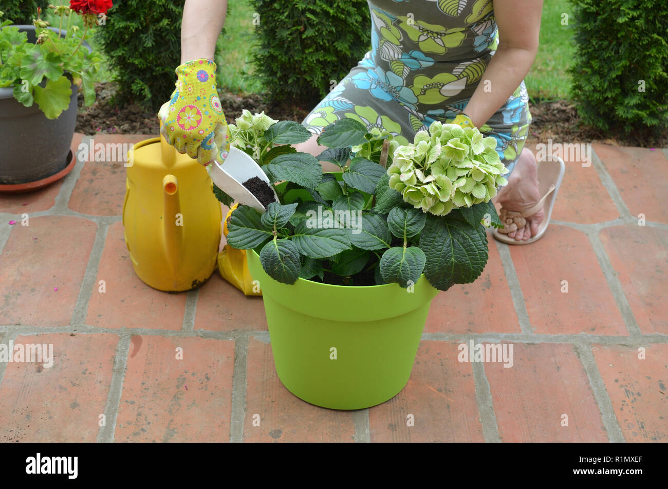 Woman adding fertilizing soil in a pot with lush flowers in a green pot ...