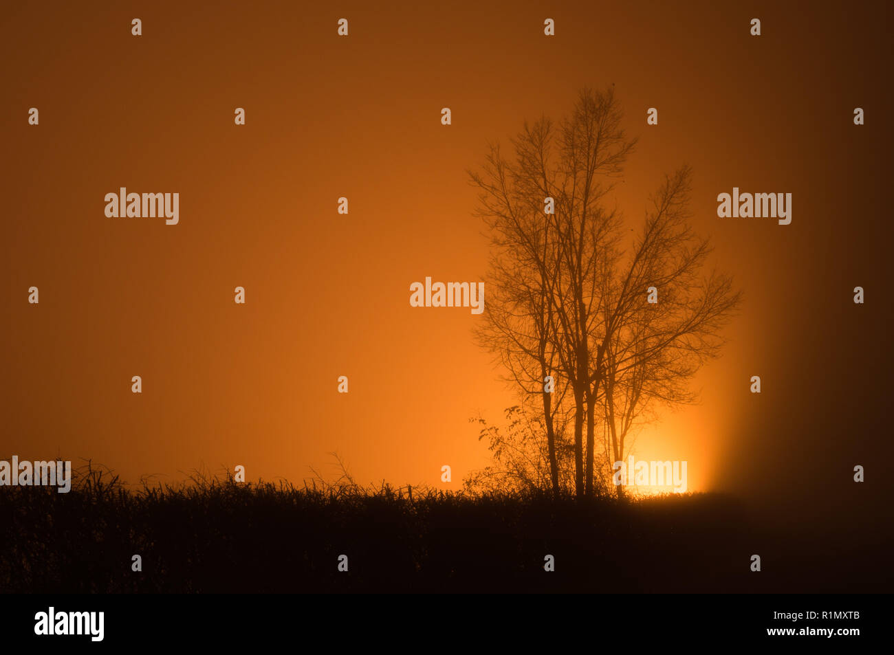 Minimal tree landscape background hi-res stock photography and images ...