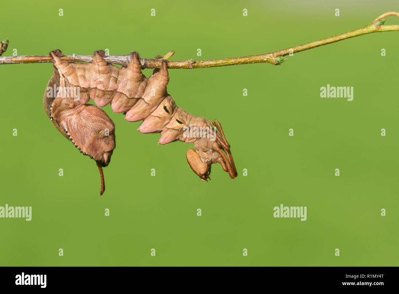 Toukka hi-res stock photography and images - Alamy