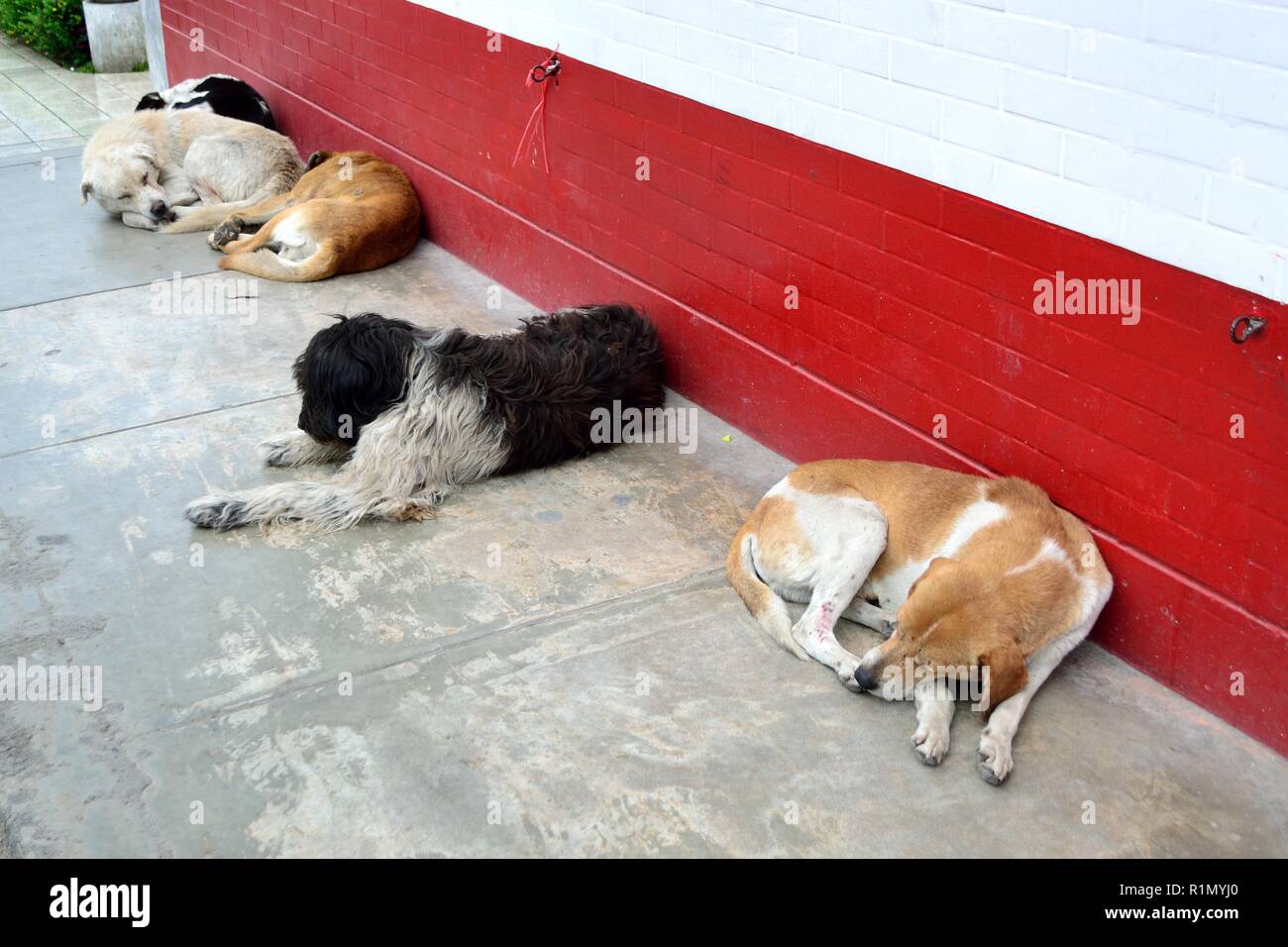 Street dog - Market in HUARAZ. Department of Ancash.PERU Stock Photo ...