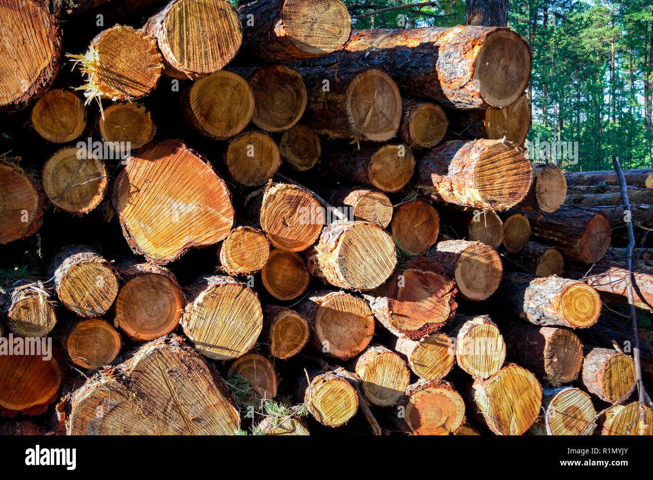 A stack of freshly sawn pine logs at the edge of the forest Stock Photo ...