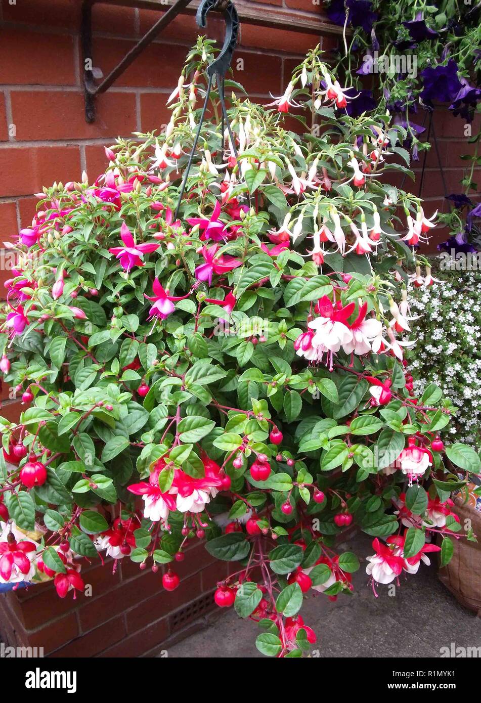 Flowering fuchsias hi-res stock photography and images - Alamy