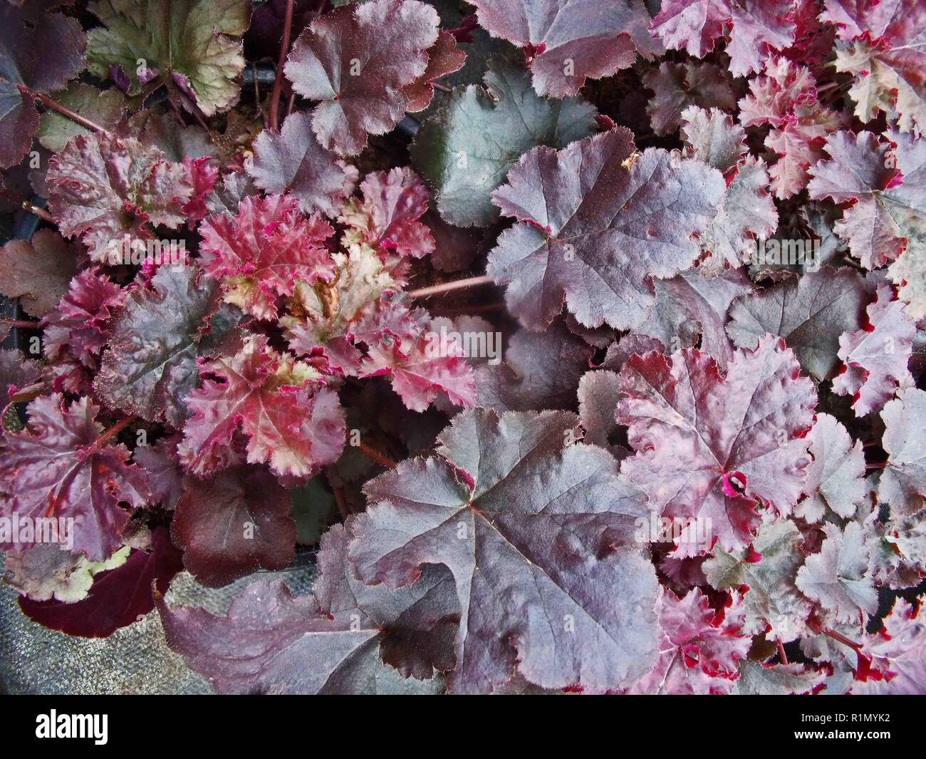 Heuchera Chocolate Ruffle showing close up of red to purple coloured ...