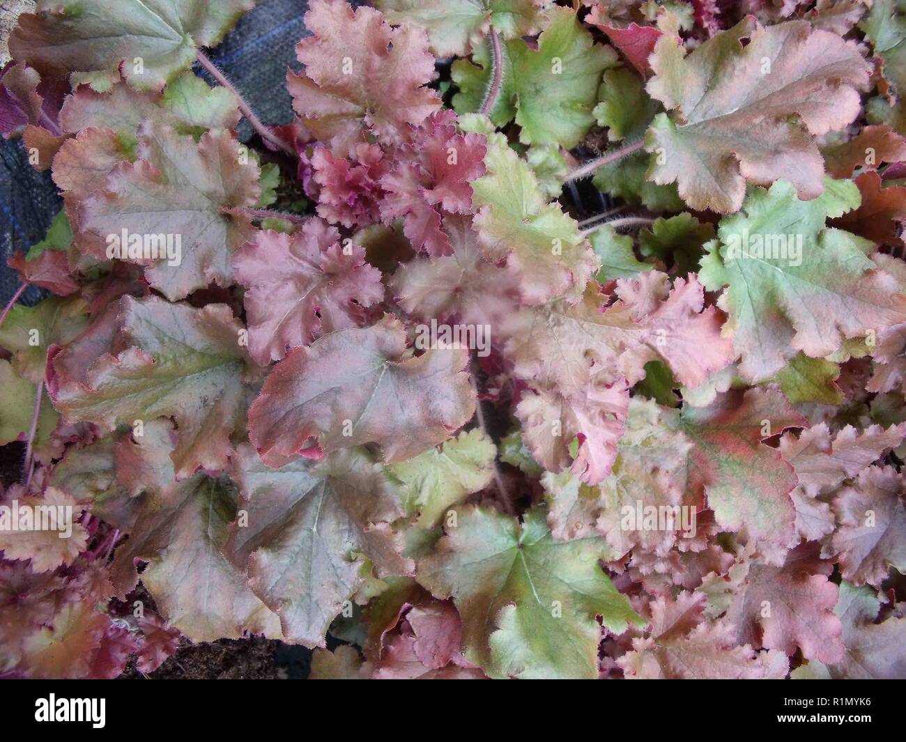 Variegated perennial groundcover plant hi-res stock photography and ...