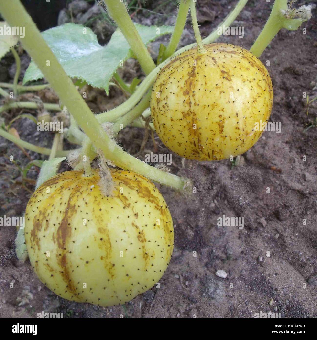 Apple cucumber hi-res stock photography and images - Alamy