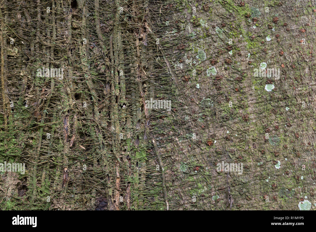 Aerial prop roots hi-res stock photography and images - Alamy