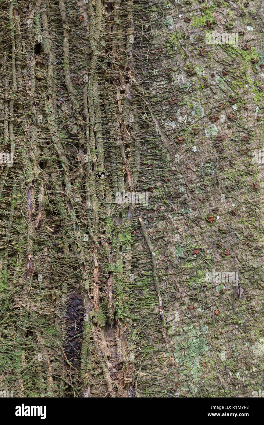 Aerial prop roots hi-res stock photography and images - Alamy