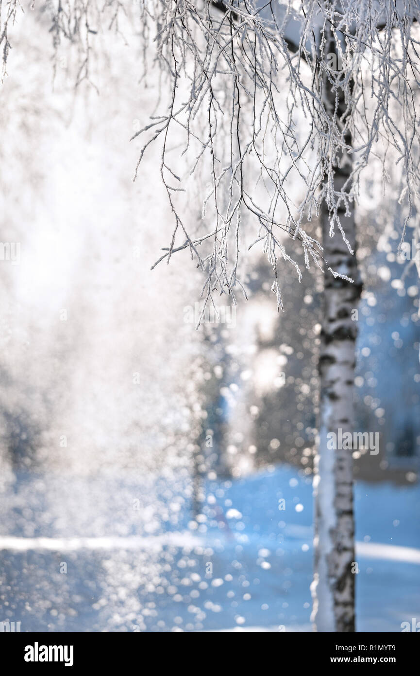 Birch tree street hi-res stock photography and images - Alamy