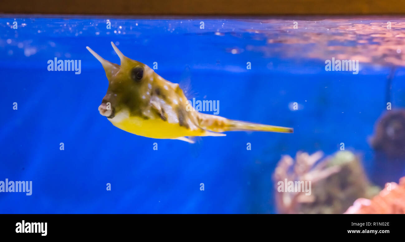 funny and cute exotic longhorn cowfish or horned boxfish swimming in ...