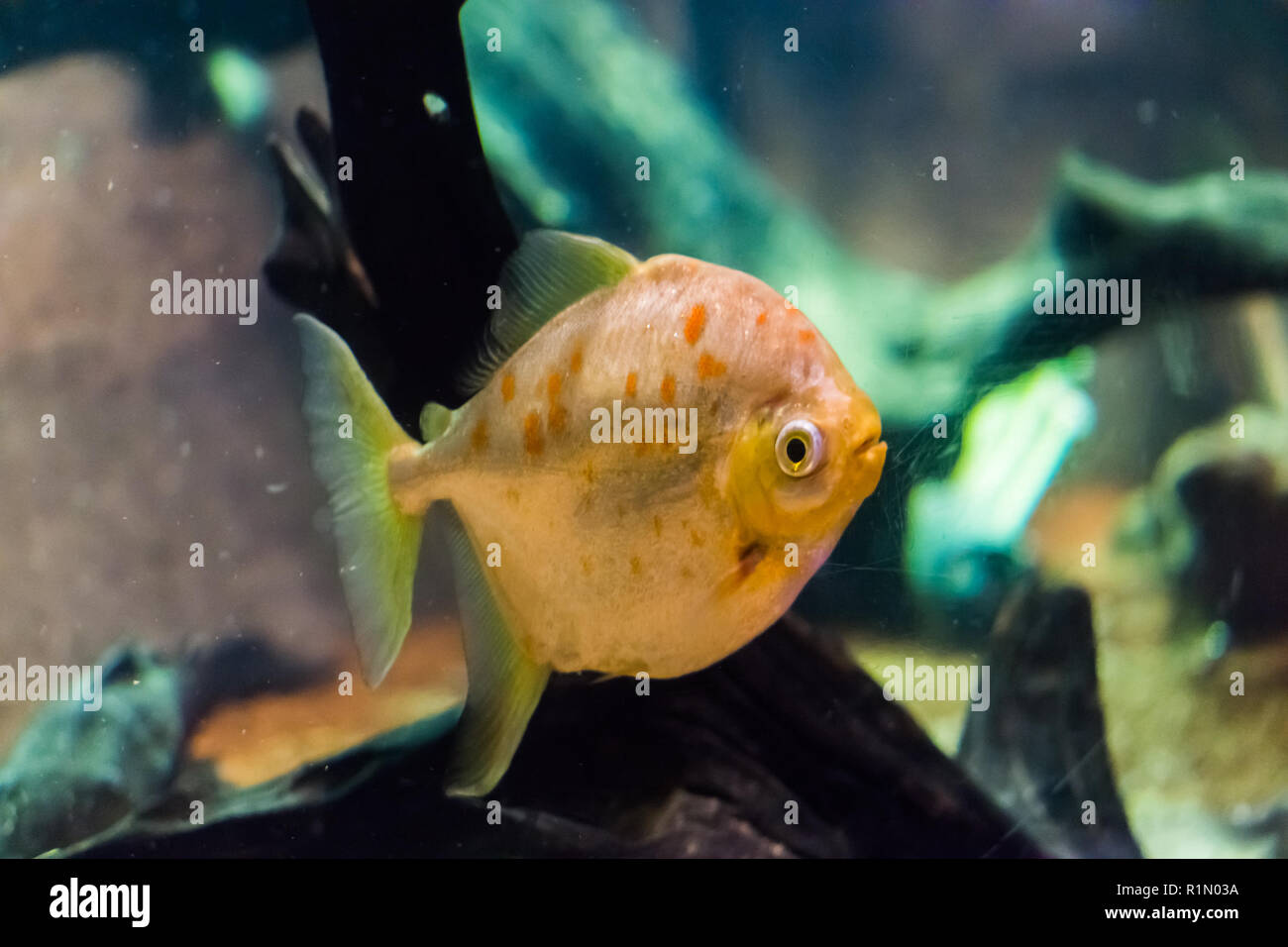 Redhook myleus a silver dollar fish species with shiny and glittery ...