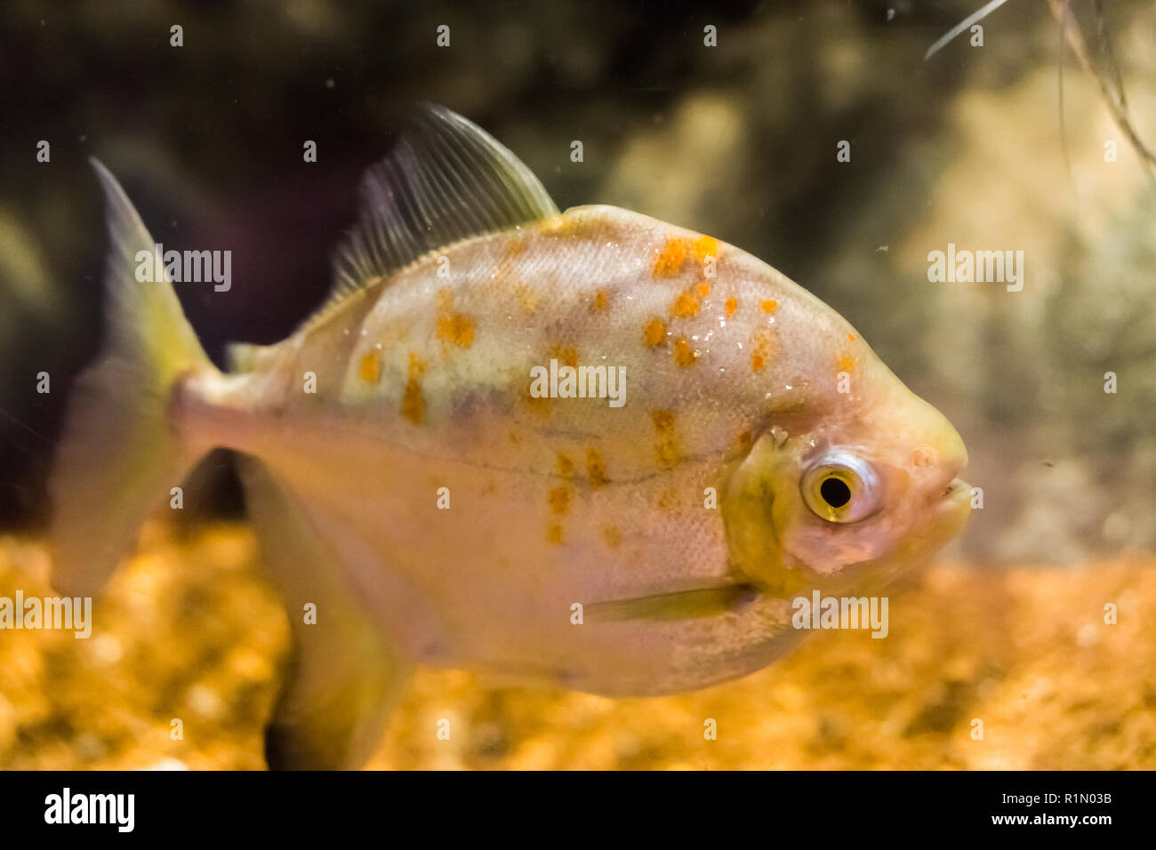 Myleus High Resolution Stock Photography and Images - Alamy