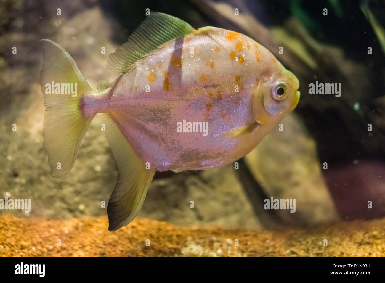 redhook myleus a well-known silver dollar fish species a tropical pet ...