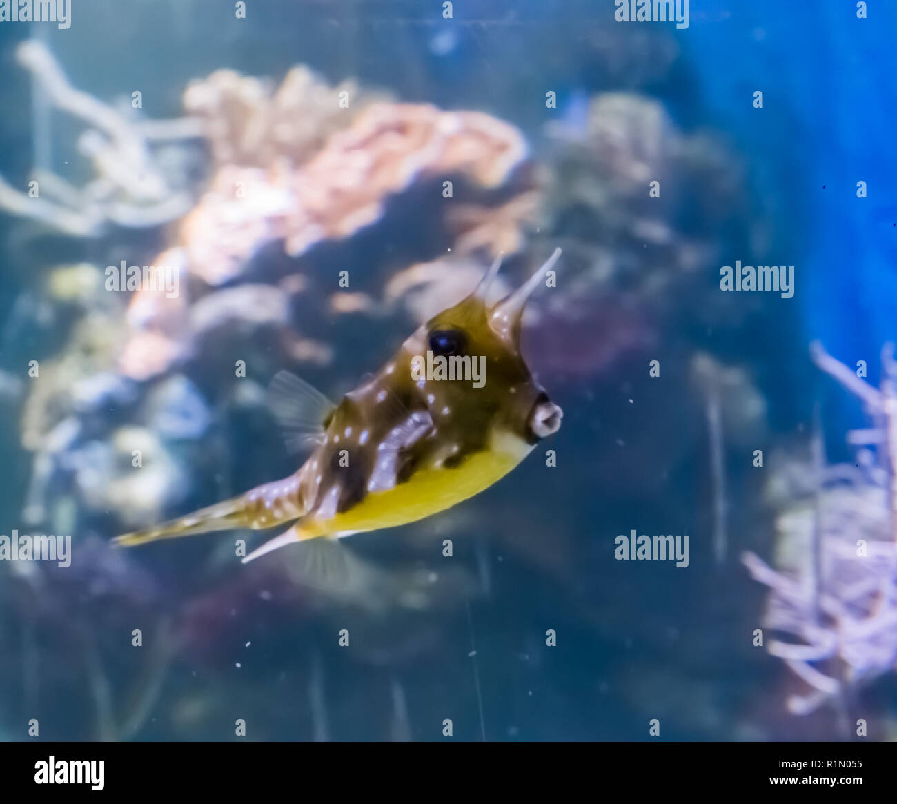 longhorn cowfish or horned boxfish a funny tropical aquarium fish pet ...