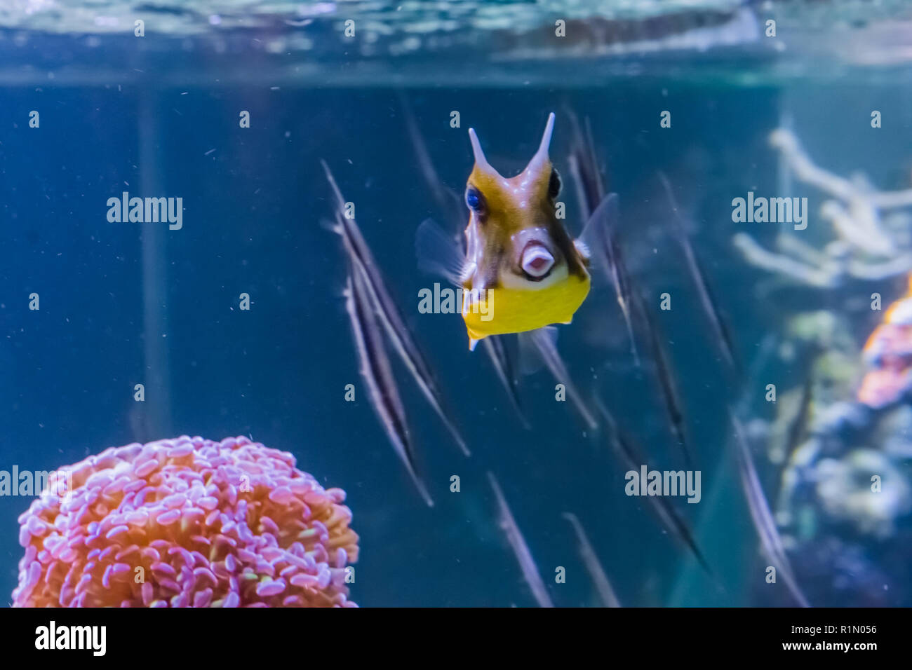 horned boxfish or longhorn cowfish swimming in a tropical aquarium with ...