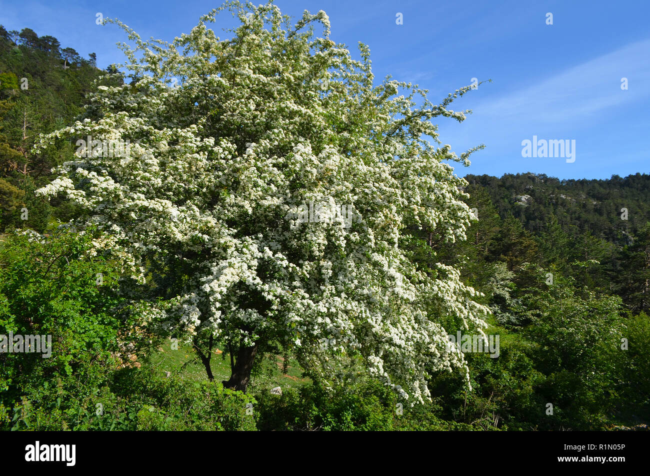 White almond tree blossoming in Els Ports Natural Park, a limestone ...