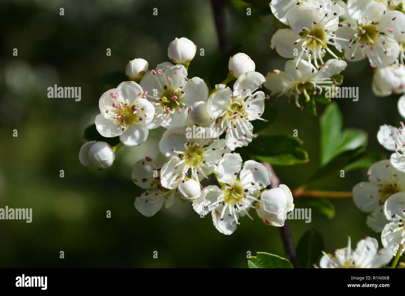White almond tree blossoming in Els Ports Natural Park, a limestone ...