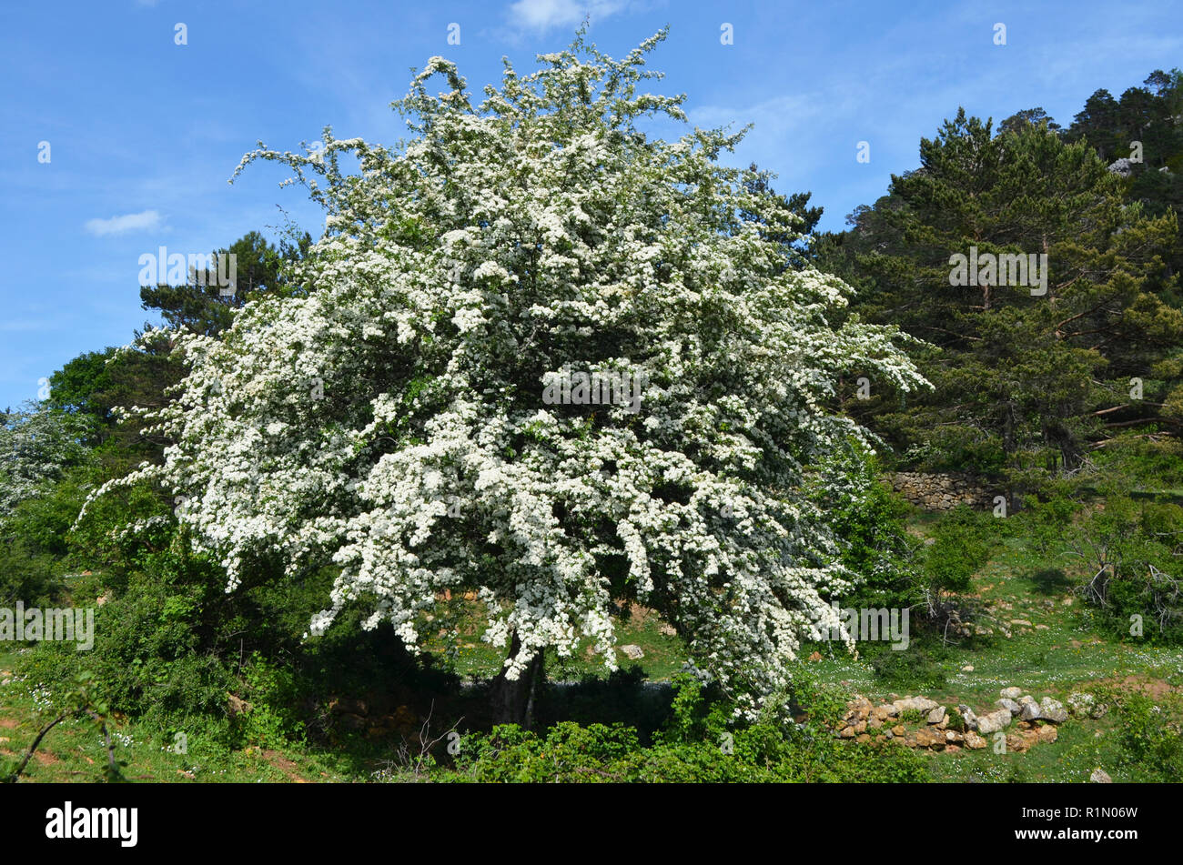 White almond tree blossoming in Els Ports Natural Park, a limestone ...