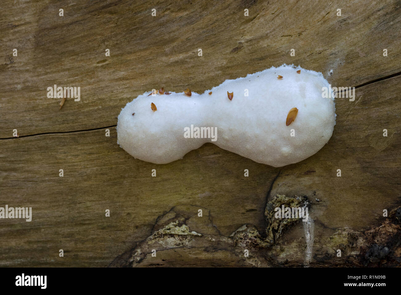 False Puffball (Reticularia lycoperdon) (Enteridium lycoperdon), Slime ...